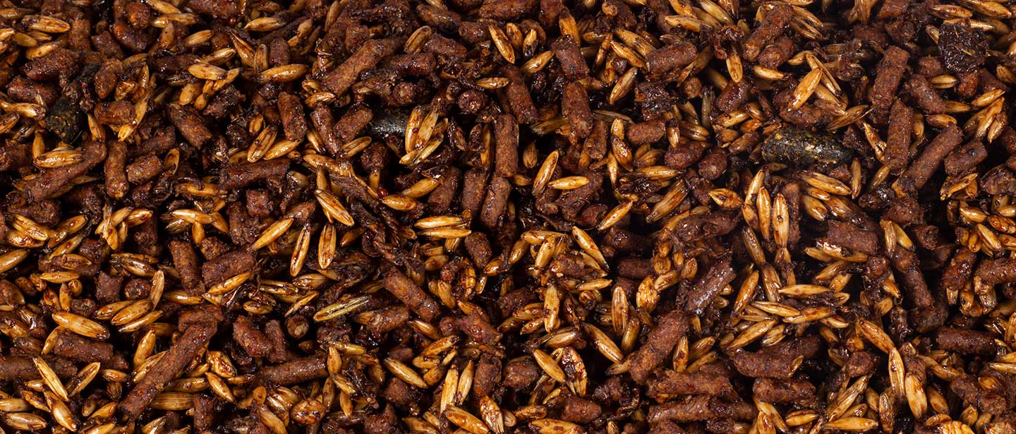 Victory! - Seminole Feed