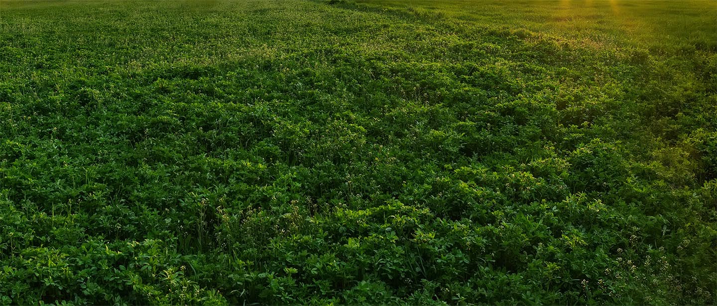 Seminole Alfalfa Cubes - Seminole Feed