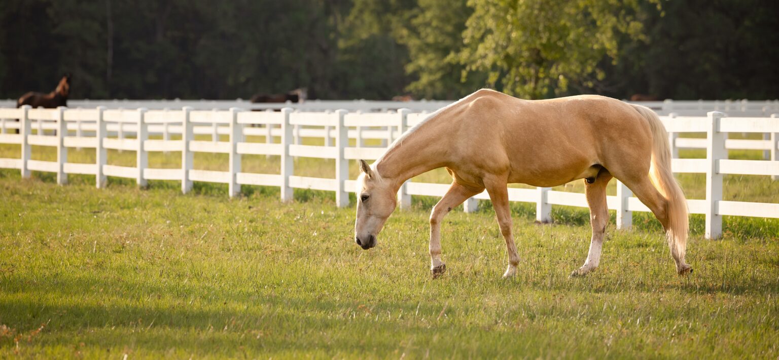 True Cost of Feeding Your Horse - Seminole Feed