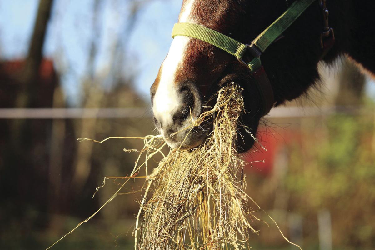 How Do I Increase Fiber in my Horse’s Diet? - Seminole Feed