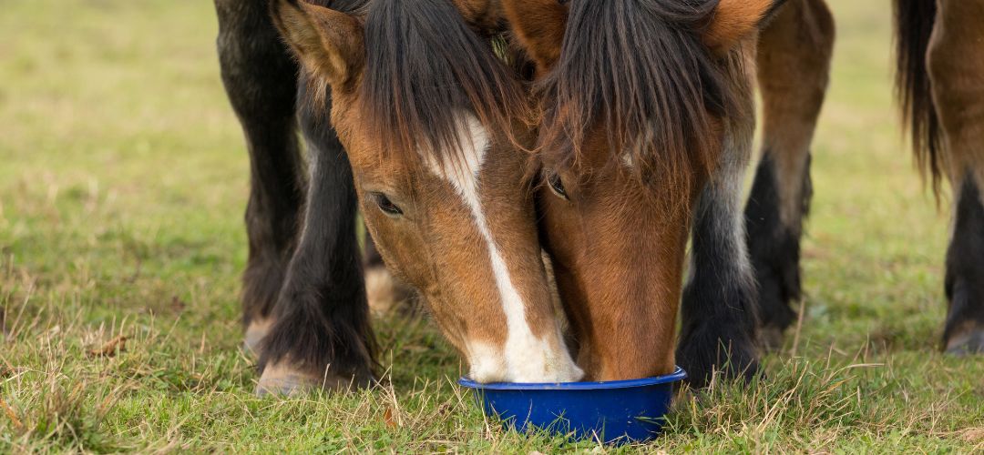 What to Do For a Horse with Choke - Seminole Feed